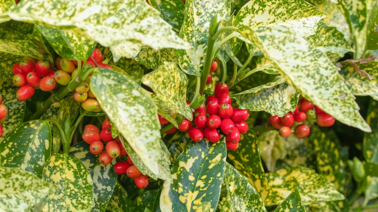 16 Pretty Garden Shrubs with Red Berries