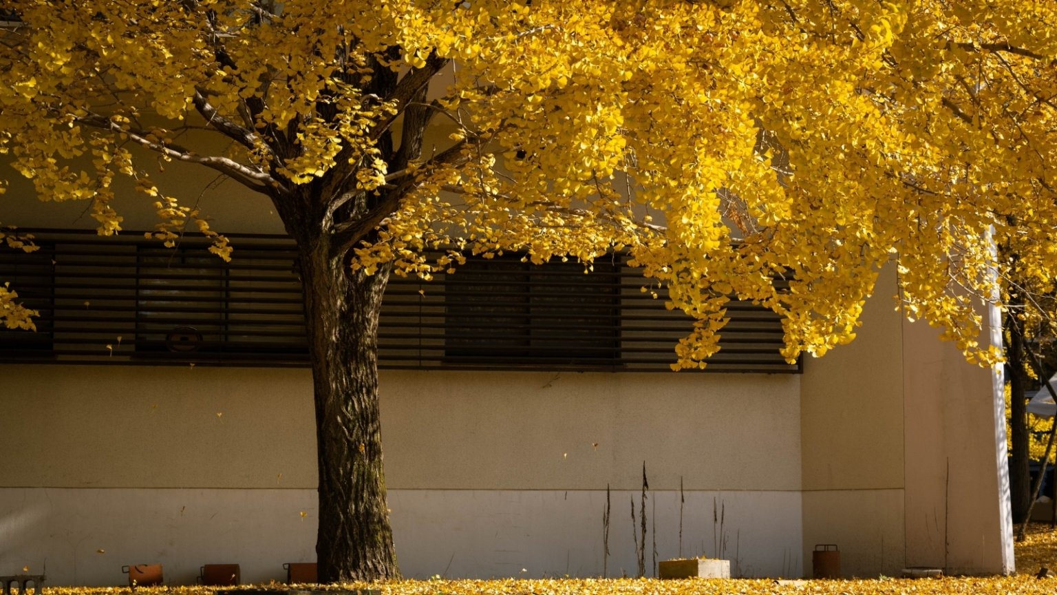 How to Plant, Grow, and Care For Gingko Trees