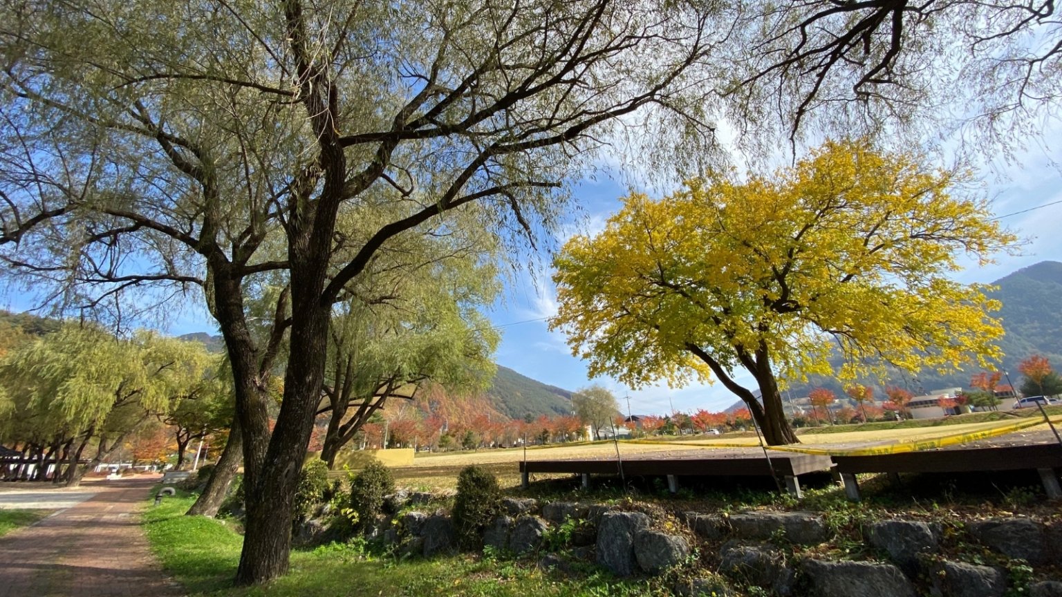 How to Plant, Grow, and Care For Gingko Trees