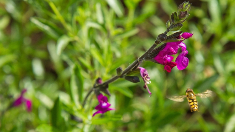 How to Plant, Grow, and Care for Autumn Sage