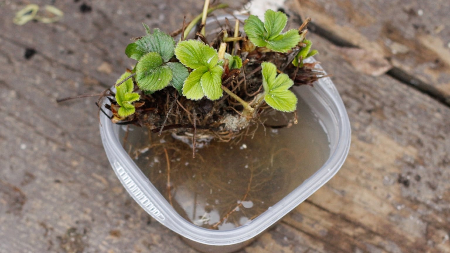 Bare-root Strawberries vs. Plugs: Which is Better?