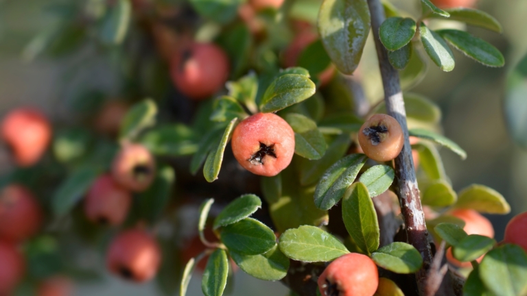 16 Pretty Garden Shrubs with Red Berries