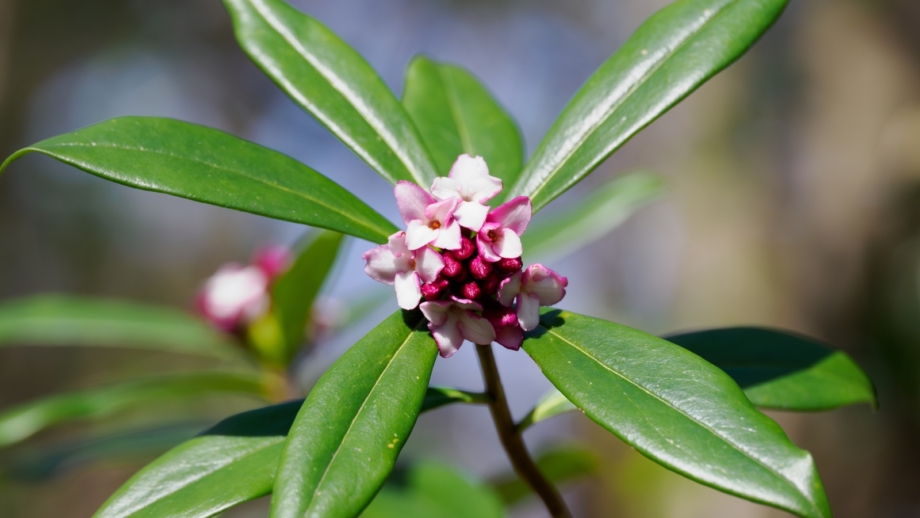 How to Plant, Grow, and Care for Winter Daphne