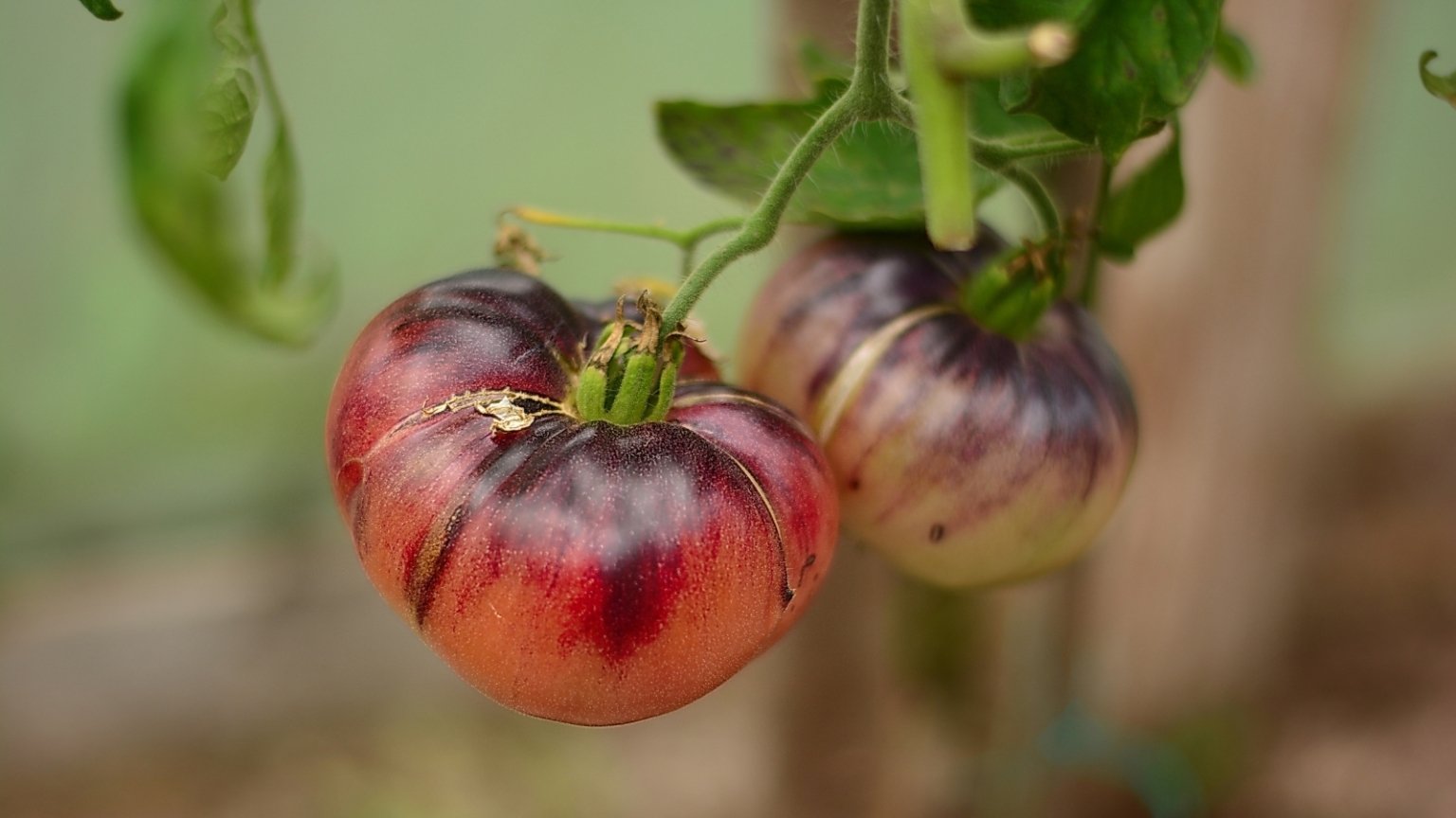 13 Best Tomato Varieties to Grow in Pots and Containers