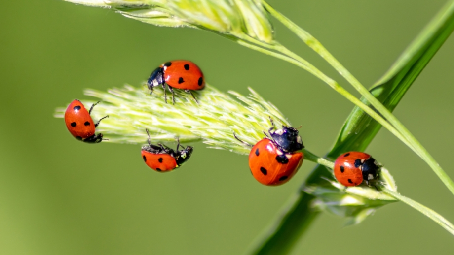 Should You Buy Ladybugs as Natural Pest Control?