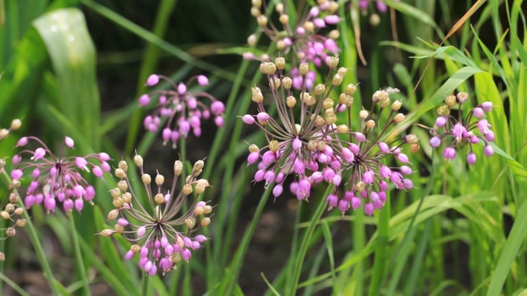 How to Plant, Grow, and Care for Nodding Onion Plants