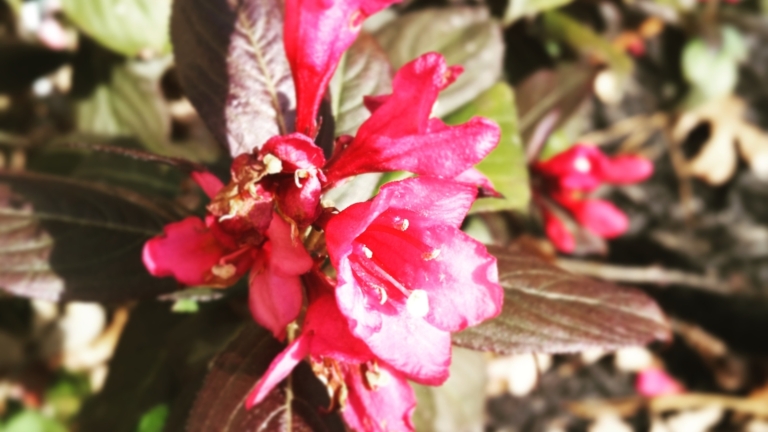 17 Gorgeous and Deer-Resistant Weigela Varieties for Your Garden