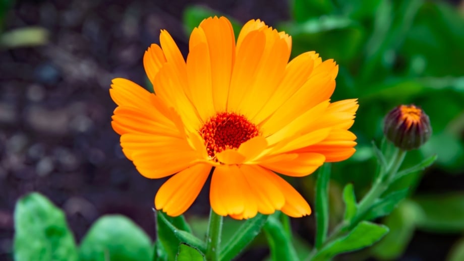 21 Beautiful Calendula Varieties For Your Garden