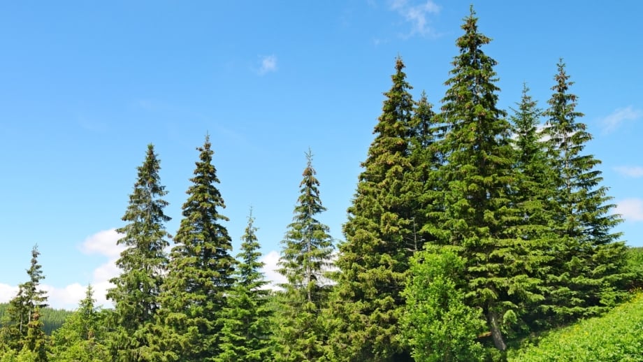Pine Tree Growth Rates: How Fast do Pine Trees Grow?