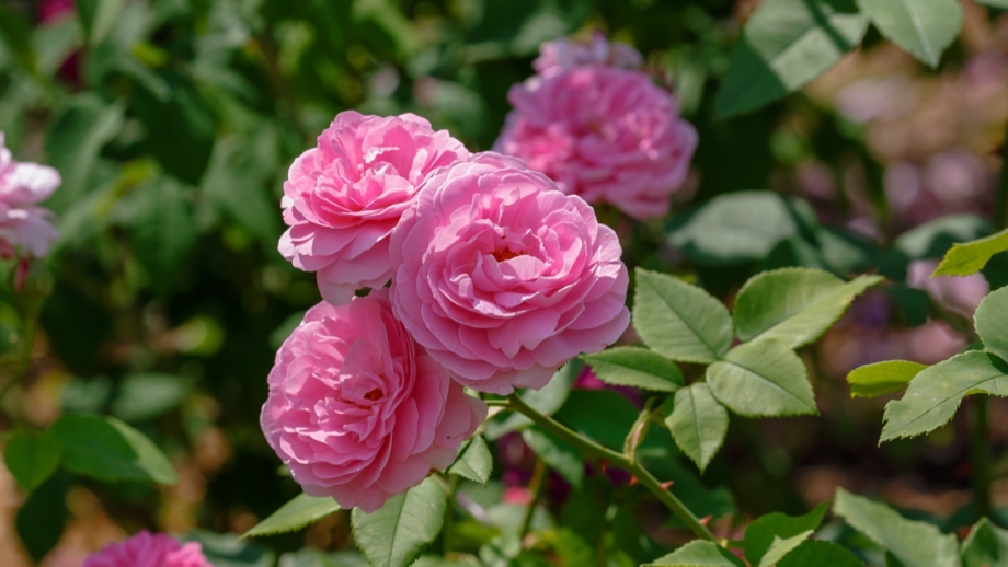 What are Hybrid Perpetual, Bourbon, and Portland Roses?