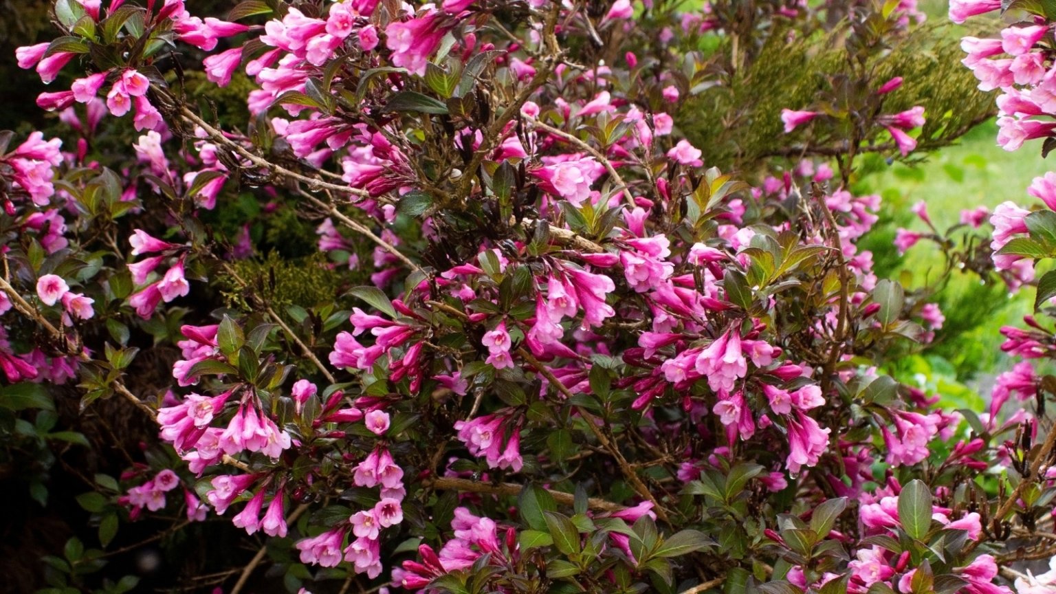 17 Gorgeous and Deer-Resistant Weigela Varieties for Your Garden