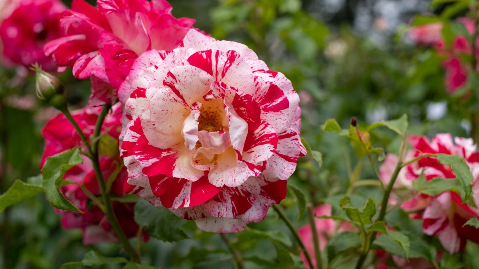 20 Most Beautiful Grandiflora Roses for Your Home Garden