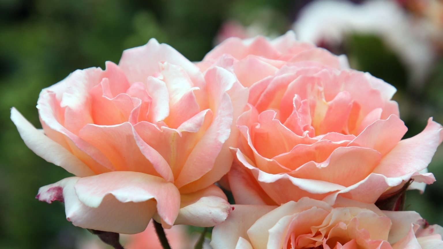 20 Most Beautiful Grandiflora Roses for Your Home Garden
