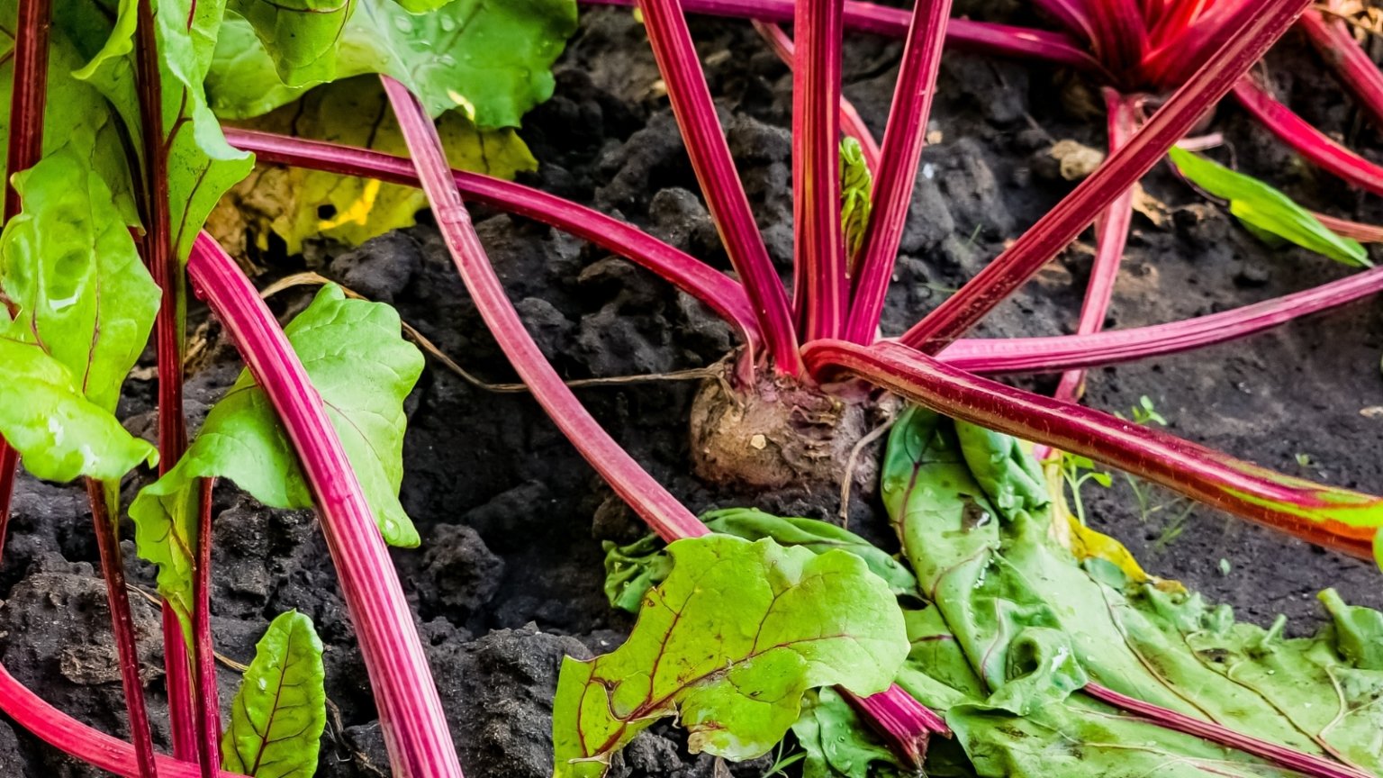 21 Best Vegetables to Grow in Raised Beds