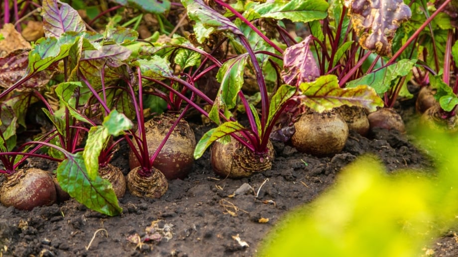 How to Identify and Control Armyworms