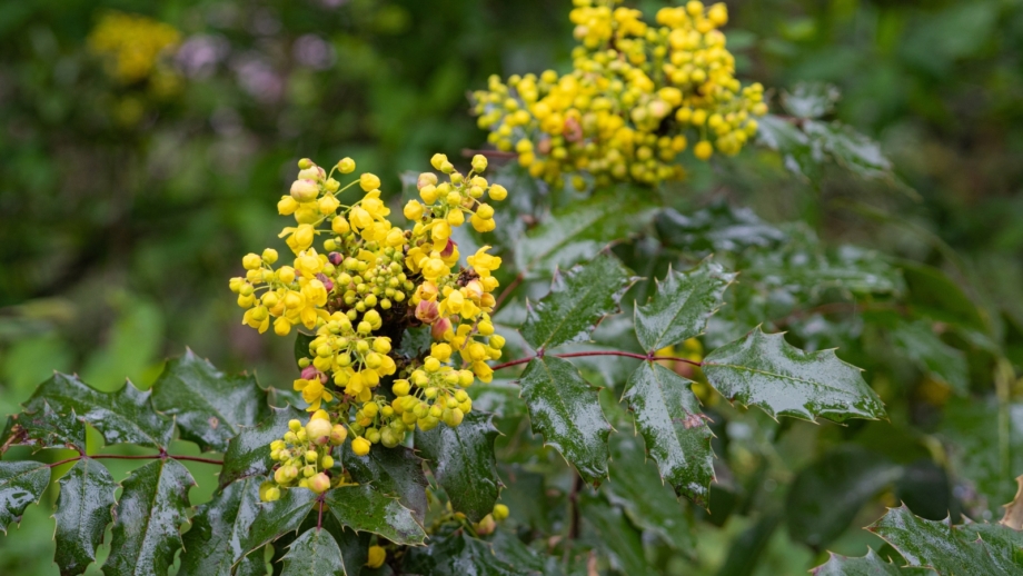 19 Native Plants With Beautiful Flowers