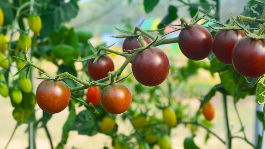 17 Shade-Friendly Tomato Varieties For Gardens With Less Sun