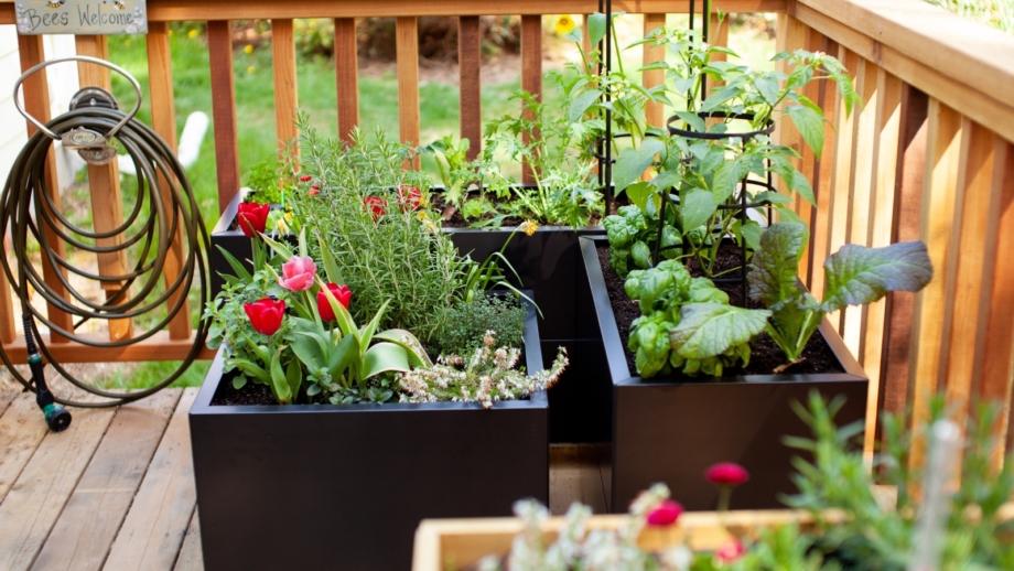 How to Grow Your Own Backyard Survival Garden: A Beginner's Guide