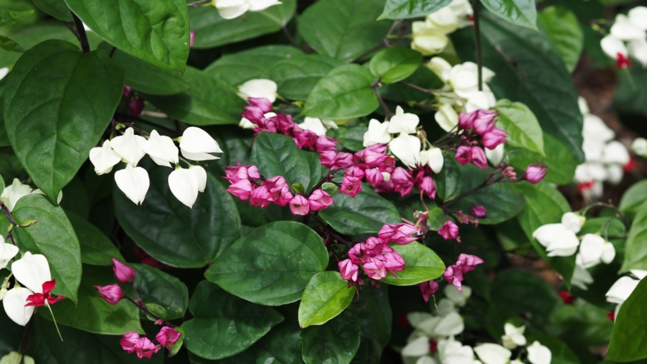 How to Plant, Grow, and Care For Bleeding Heart Vine
