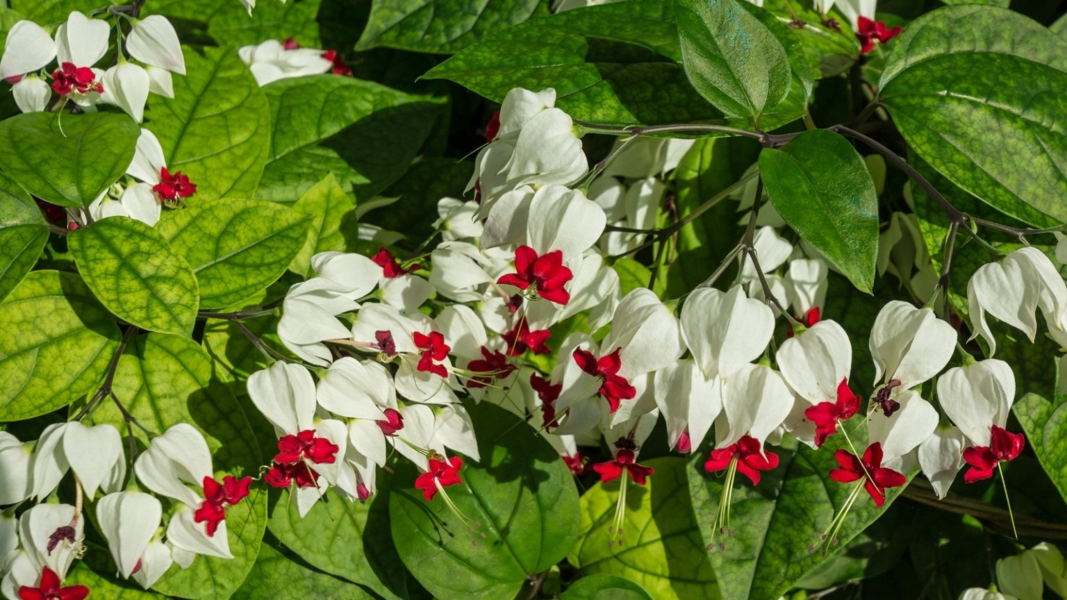 How to Plant, Grow, and Care For Bleeding Heart Vine
