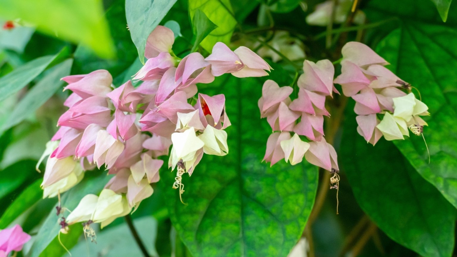 How to Plant, Grow, and Care For Bleeding Heart Vine