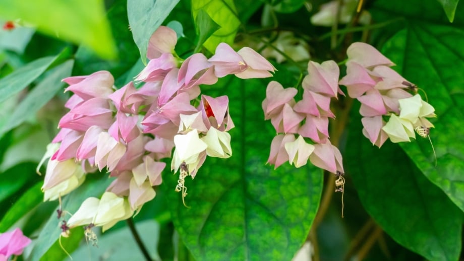 How to Plant, Grow, and Care For Bleeding Heart Vine