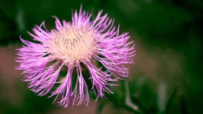 How to Plant, Grow, and Care for American Basketflower