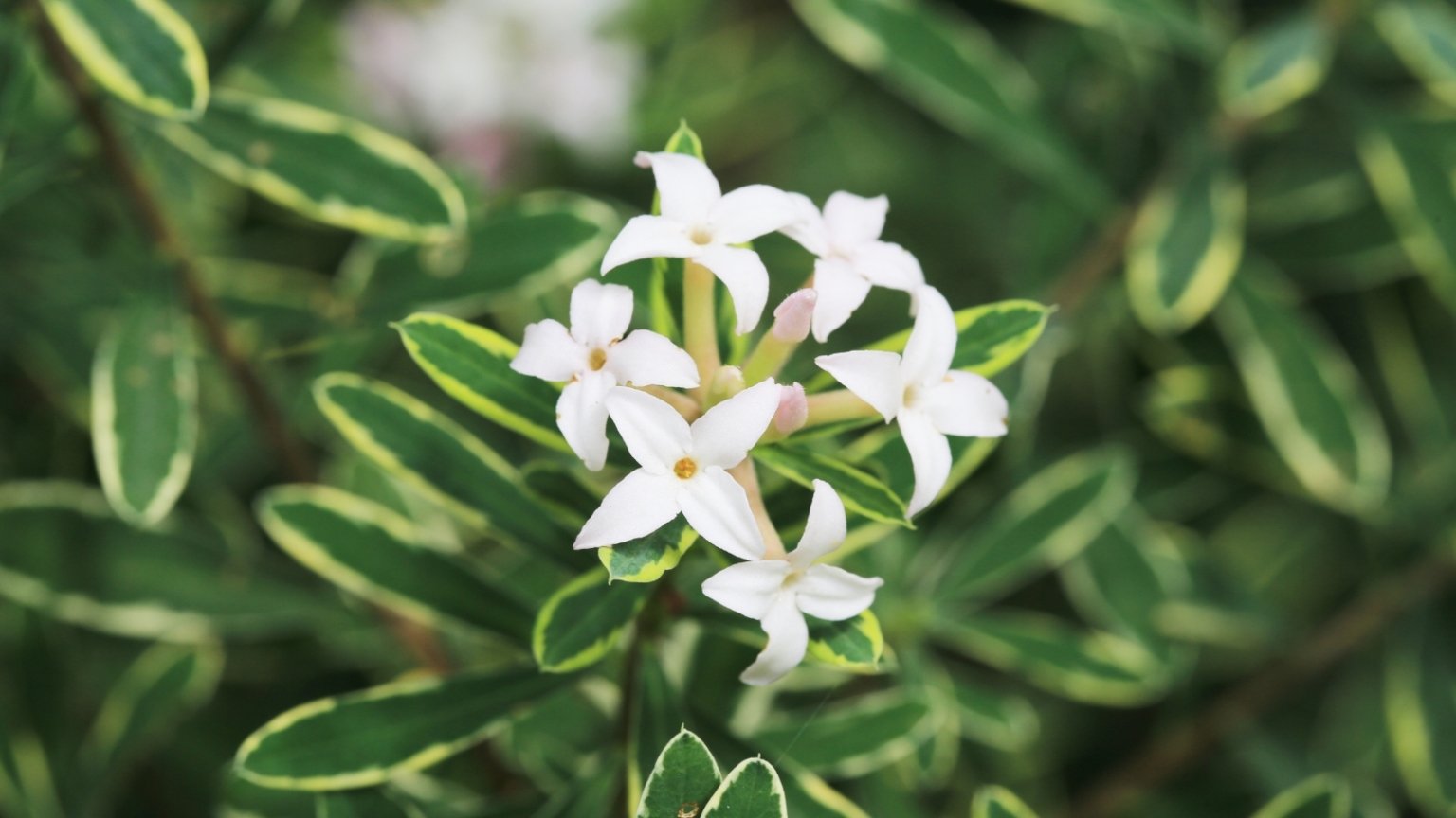 How to Plant, Grow, and Care For Daphne Shrubs