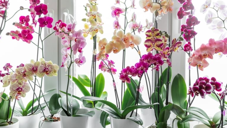 19 Longest-Lived Houseplants for Your Indoor Garden