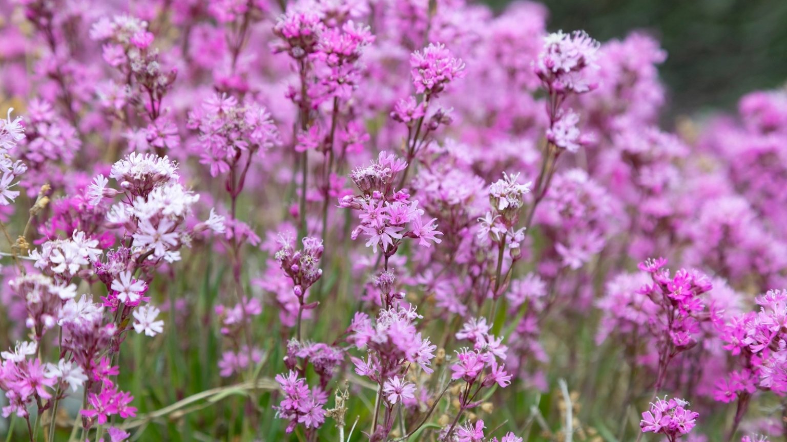 How to Plant, Grow, and Care for Sticky Catchfly