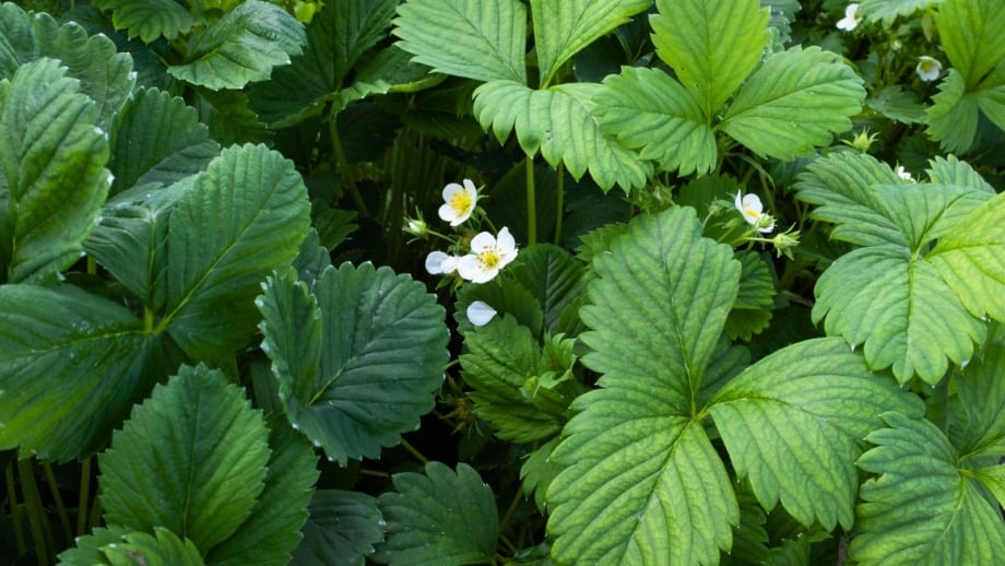 How Much Sun Do Strawberries Need?