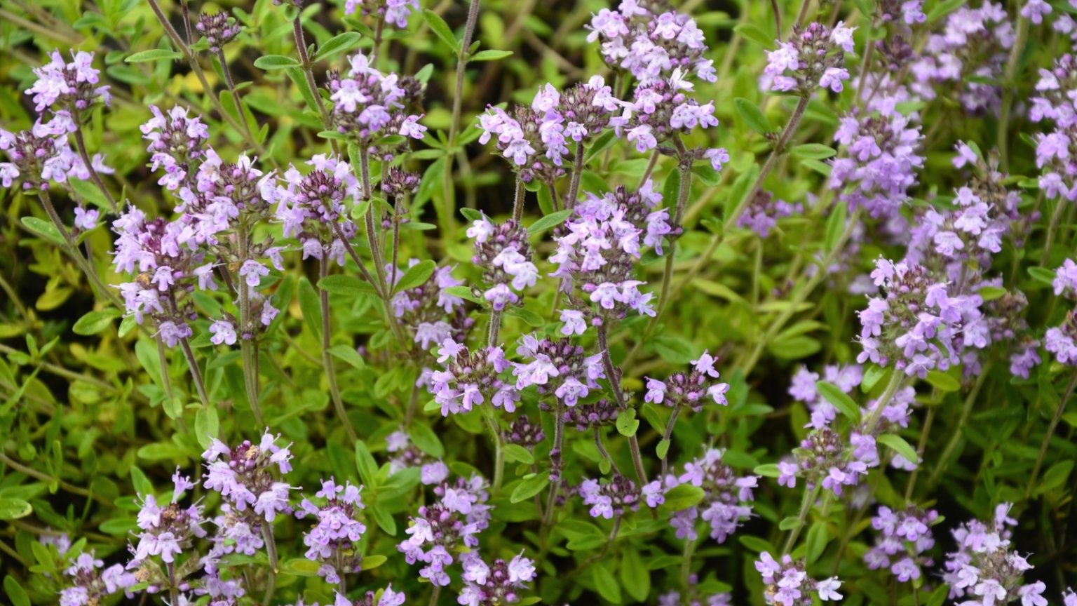 How to Plant, Grow, and Care for English Thyme
