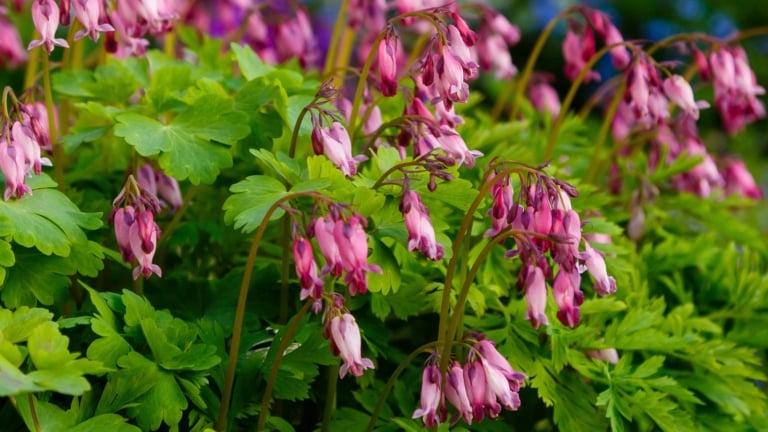 21 Wildflowers Native to Washington State