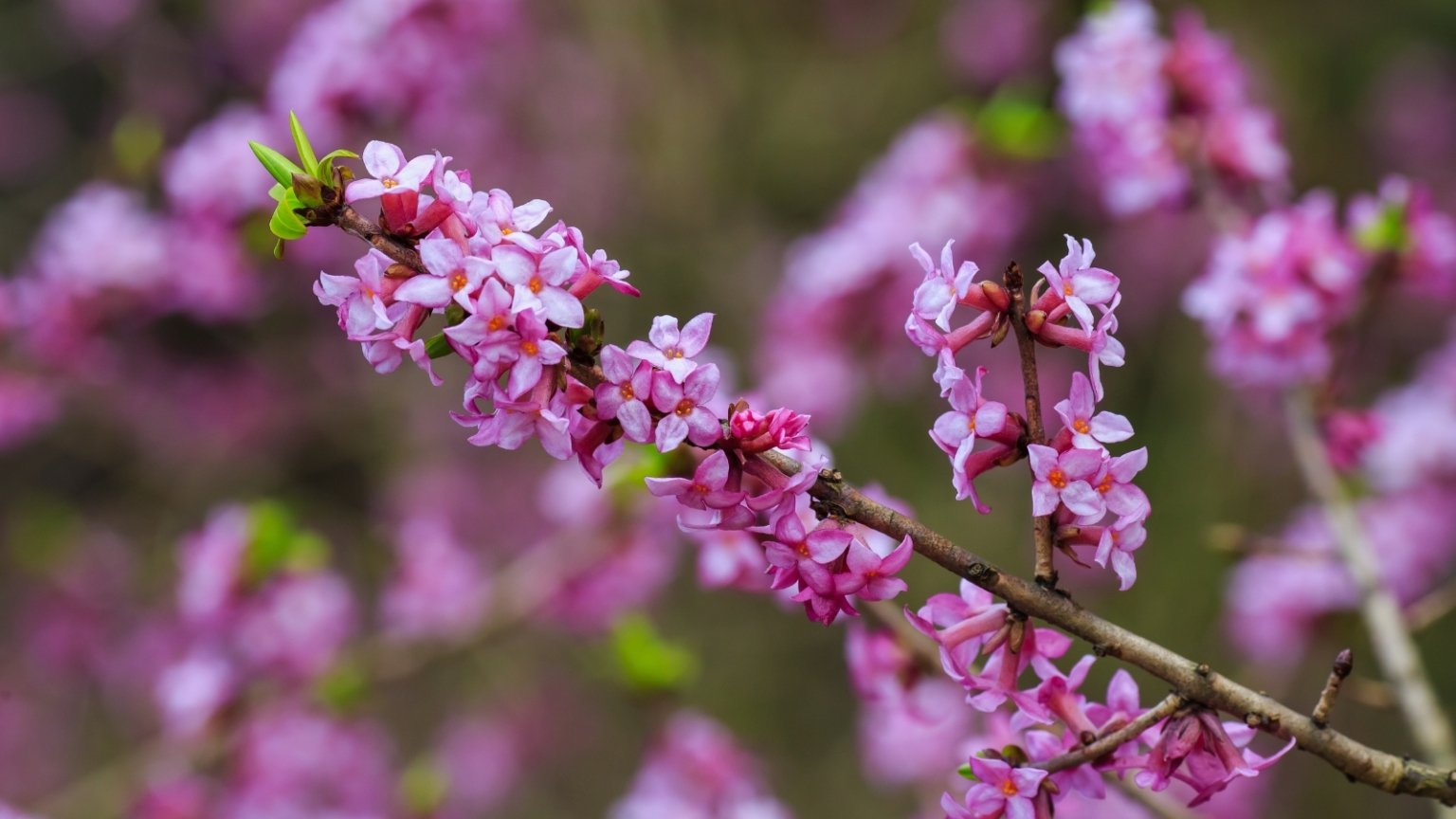 9 Flowering Daphne Varieties For Your Landscape