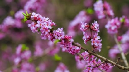 9 Flowering Daphne Varieties For Your Landscape