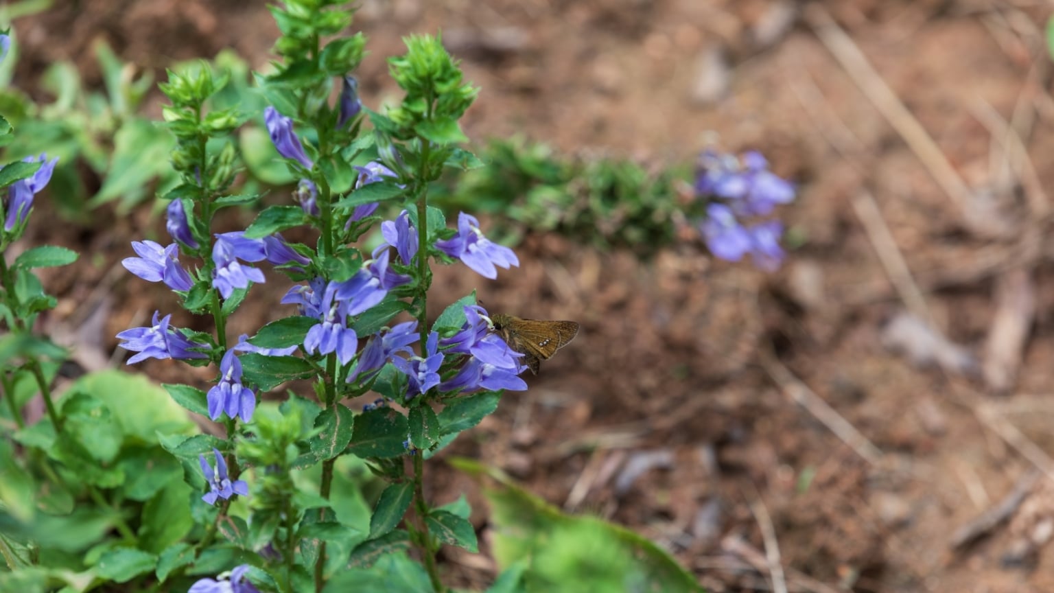 How to Plant, Grow, and Care For Cardinal Flower