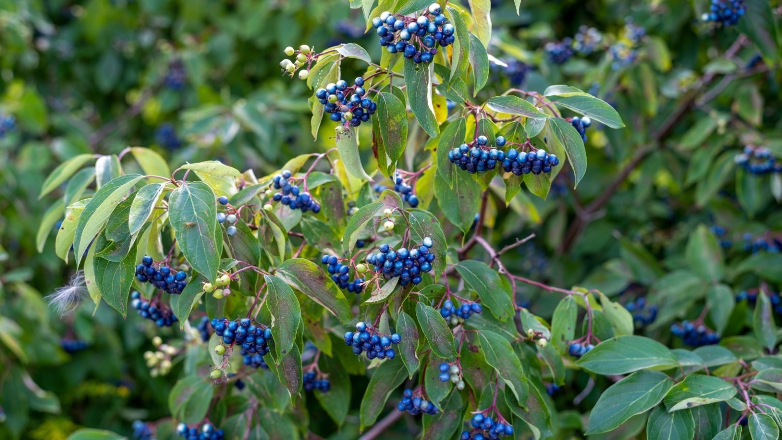 17 Best North American Native Shrubs For Your Garden