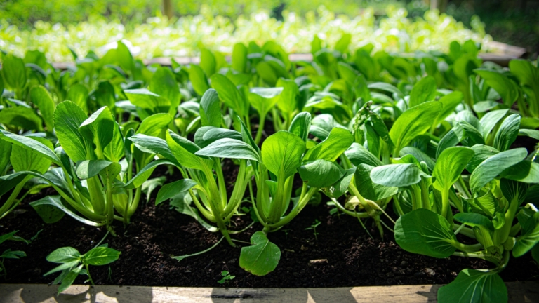 How to Plant, Grow, and Care for Bok Choy
