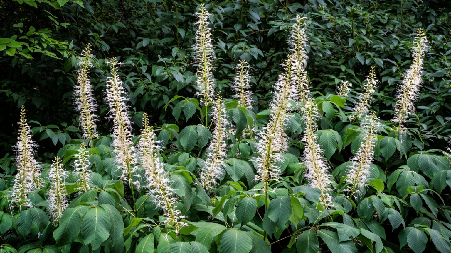21 Showy Shrubs to Plant Instead of Japanese Barberry
