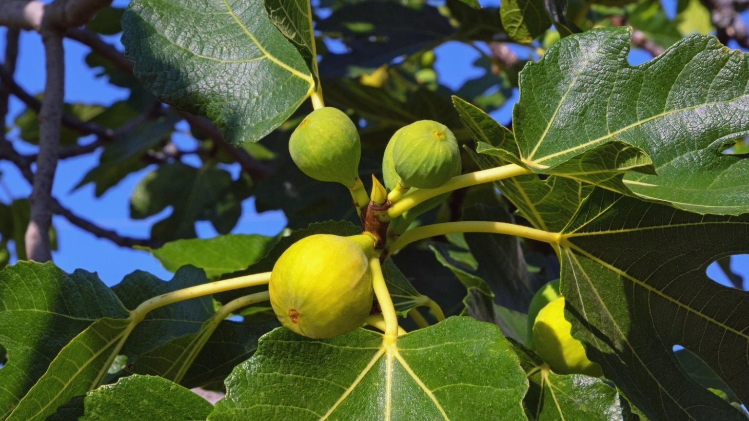 How to Plant, Grow, and Care For Yellow Long Neck Figs