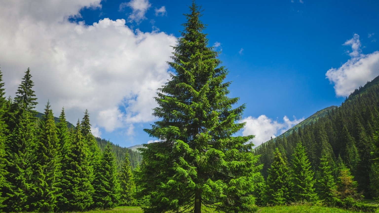 Pine Tree Growth Rates: How Fast do Pine Trees Grow?