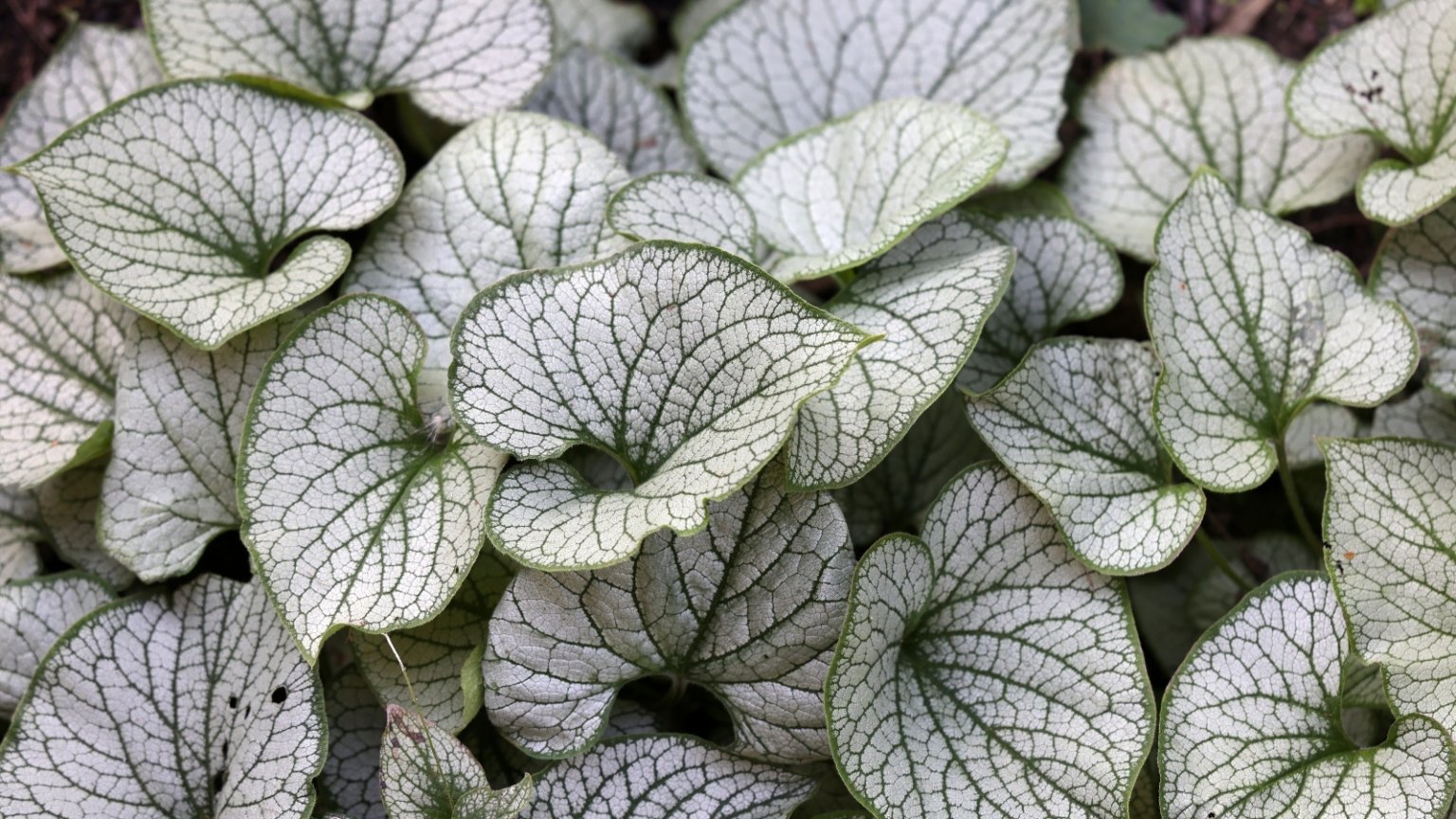 17 Garden Plants With a Silver Sheen