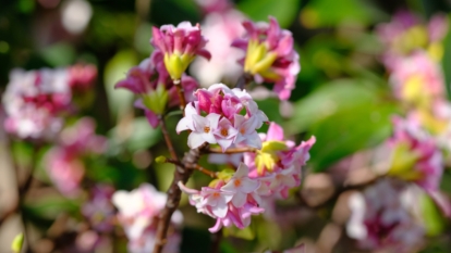 How to Plant, Grow, and Care For Daphne Shrubs