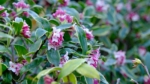 How to Plant, Grow, and Care for Winter Daphne