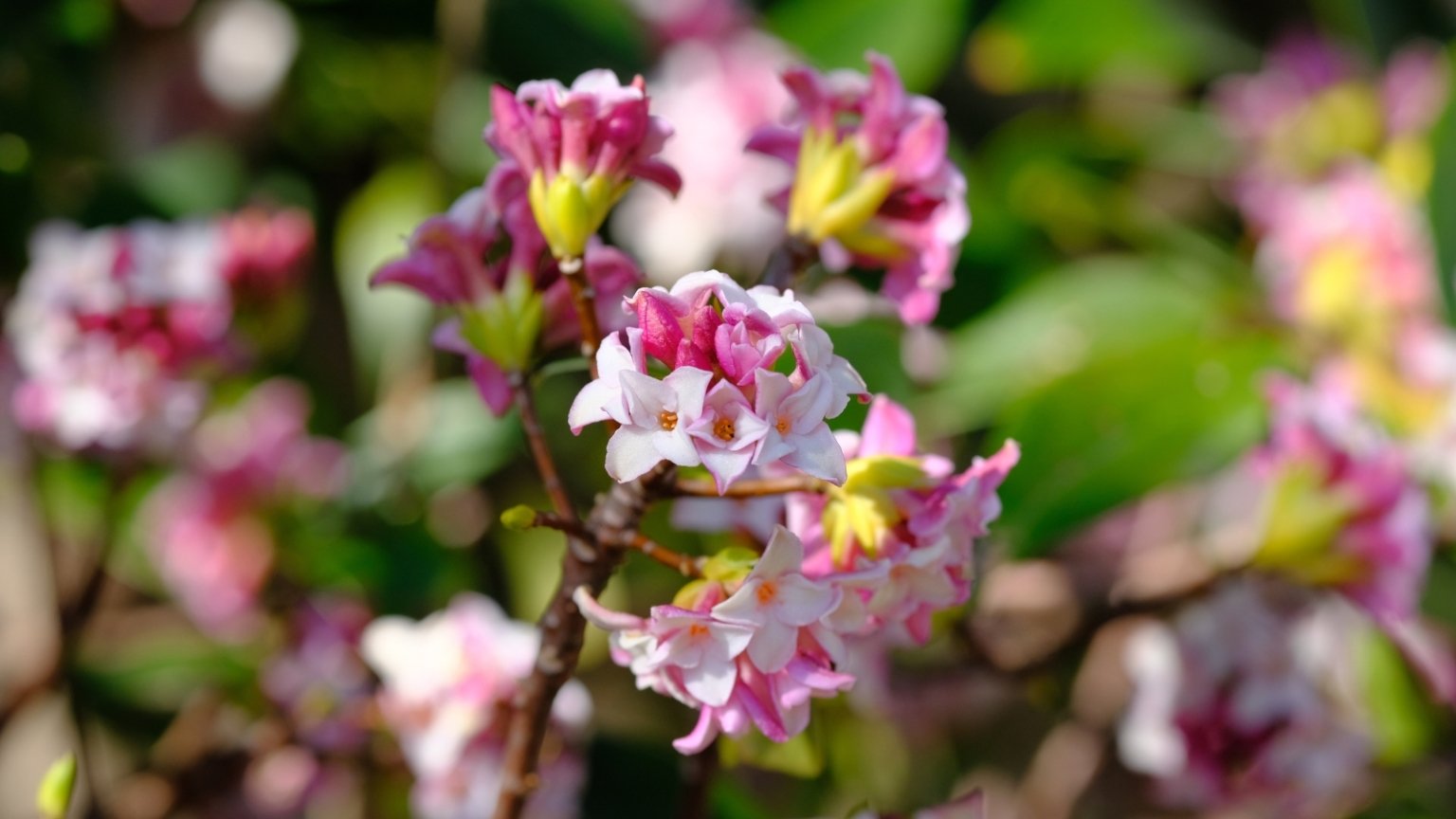 9 Flowering Daphne Varieties For Your Landscape