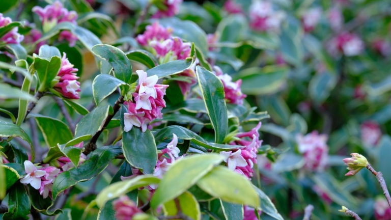 How to Plant, Grow, and Care for Winter Daphne