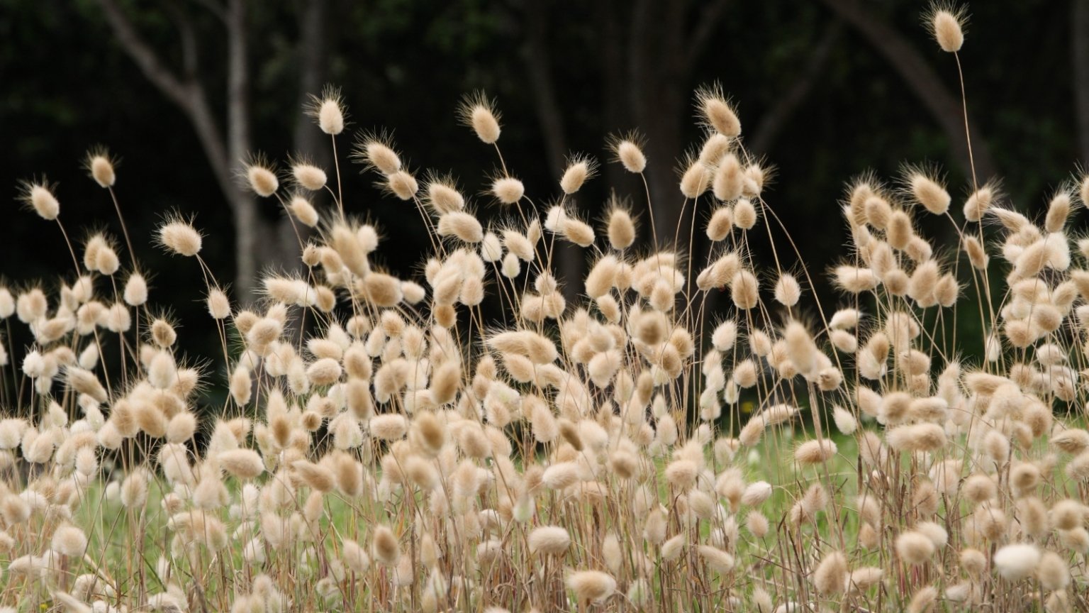 How to Plant, Grow, and Care for 'Bunny Tails' Grass