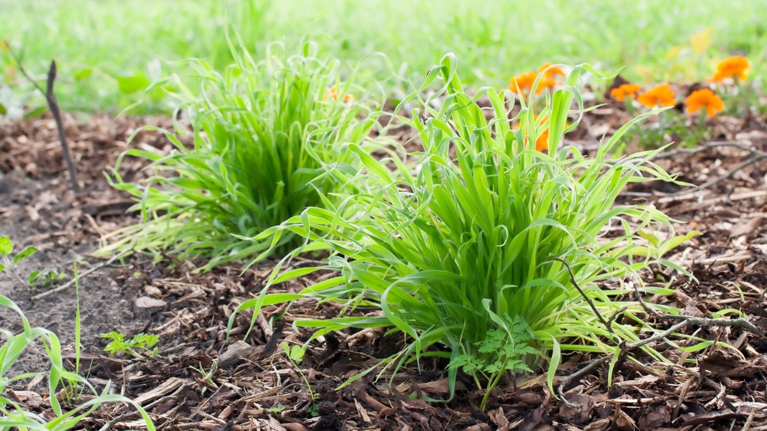 How to Plant, Grow, and Care for 'Bunny Tails' Grass