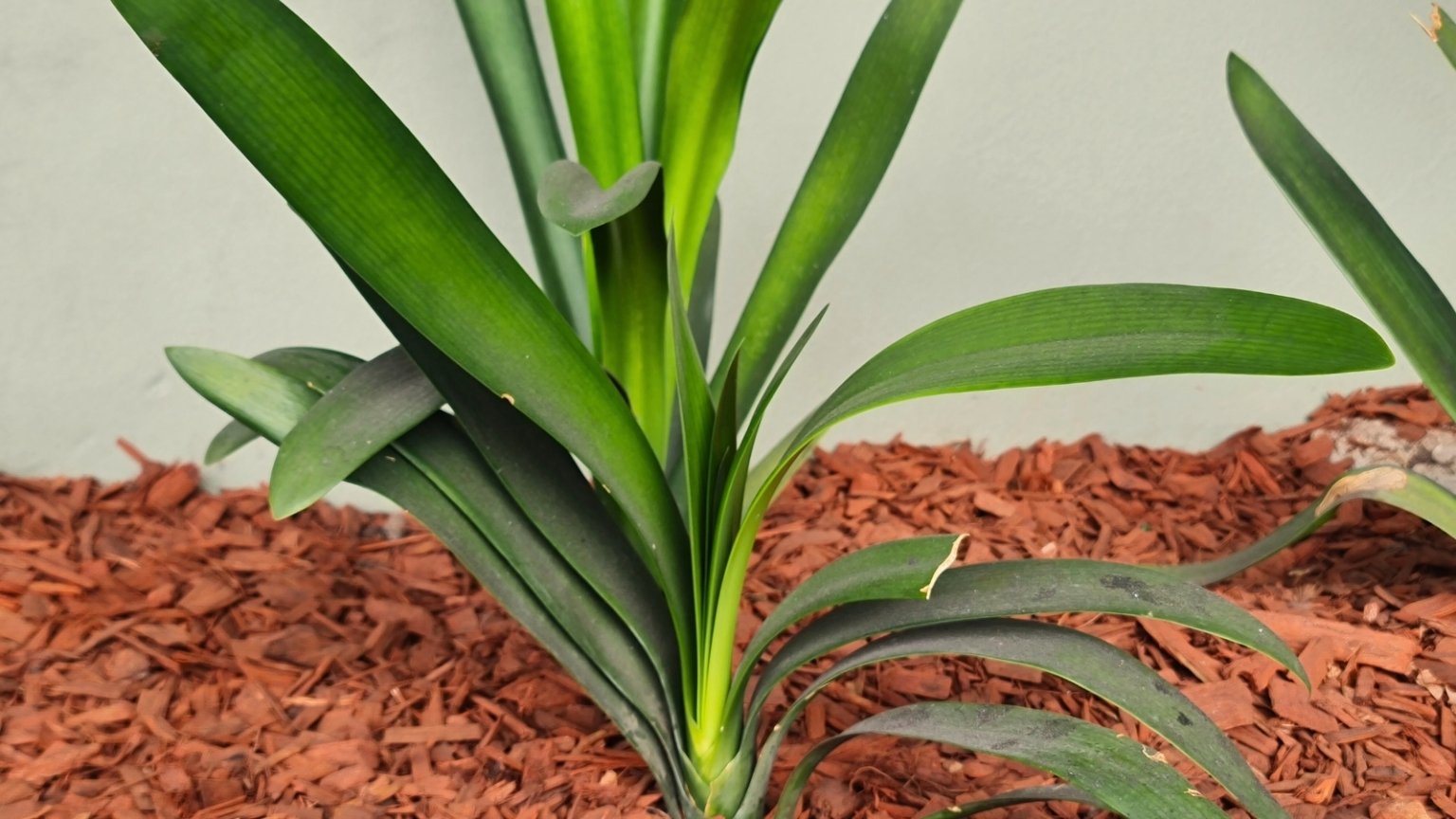 How to Plant, Grow, and Care for Bush Lilies