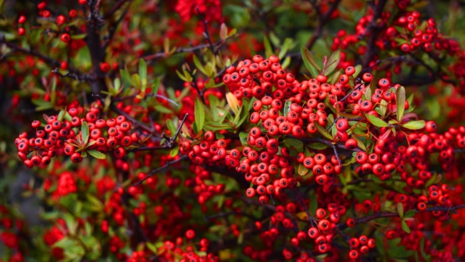 16 Pretty Garden Shrubs with Red Berries